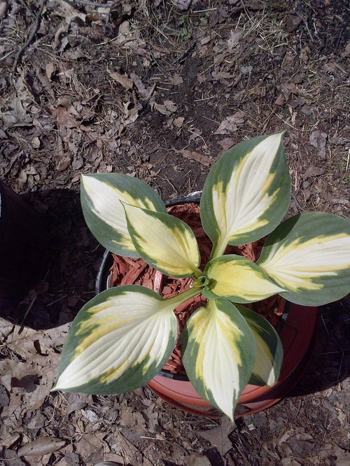 hosta color festival