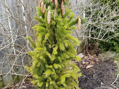 Cupressina Columnar Spruce cones