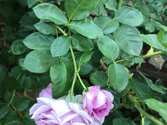 Quick Silver, a beautiful lavender climber | Houzz Forum