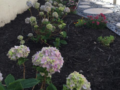 growing hydrangeas in florida