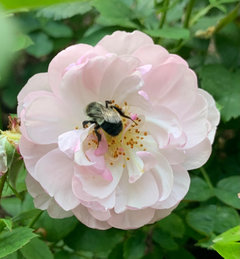 Roses that attract pollinators