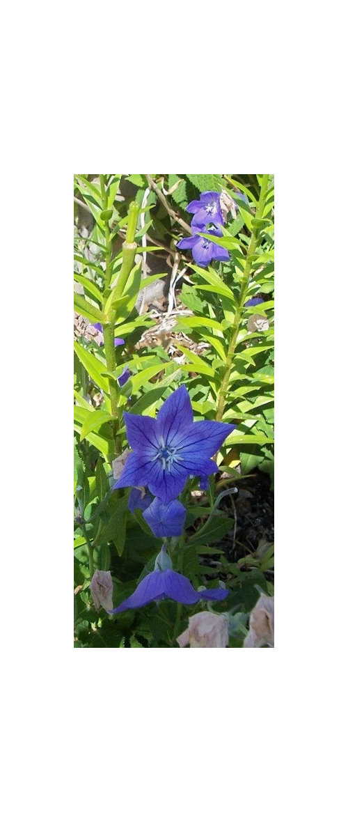 What is the 6-pointed purple flower?