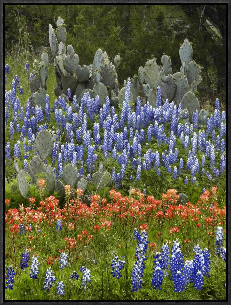 "Bluebonnet and Pricky Pear cactus, Texas" by Tim Fitzharris, 13x17 ...