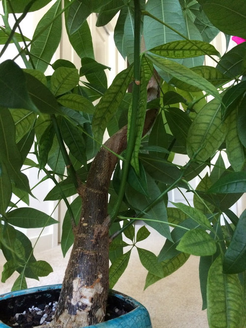 few questions on Pachira (money tree) and ficus elastica