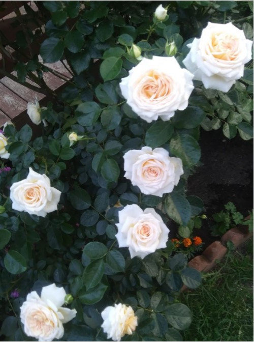 Photos of roses this seasons roses!