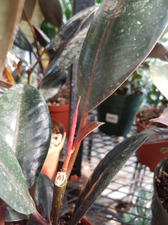 ficus elastica stunted new leaves | Houzz Forum