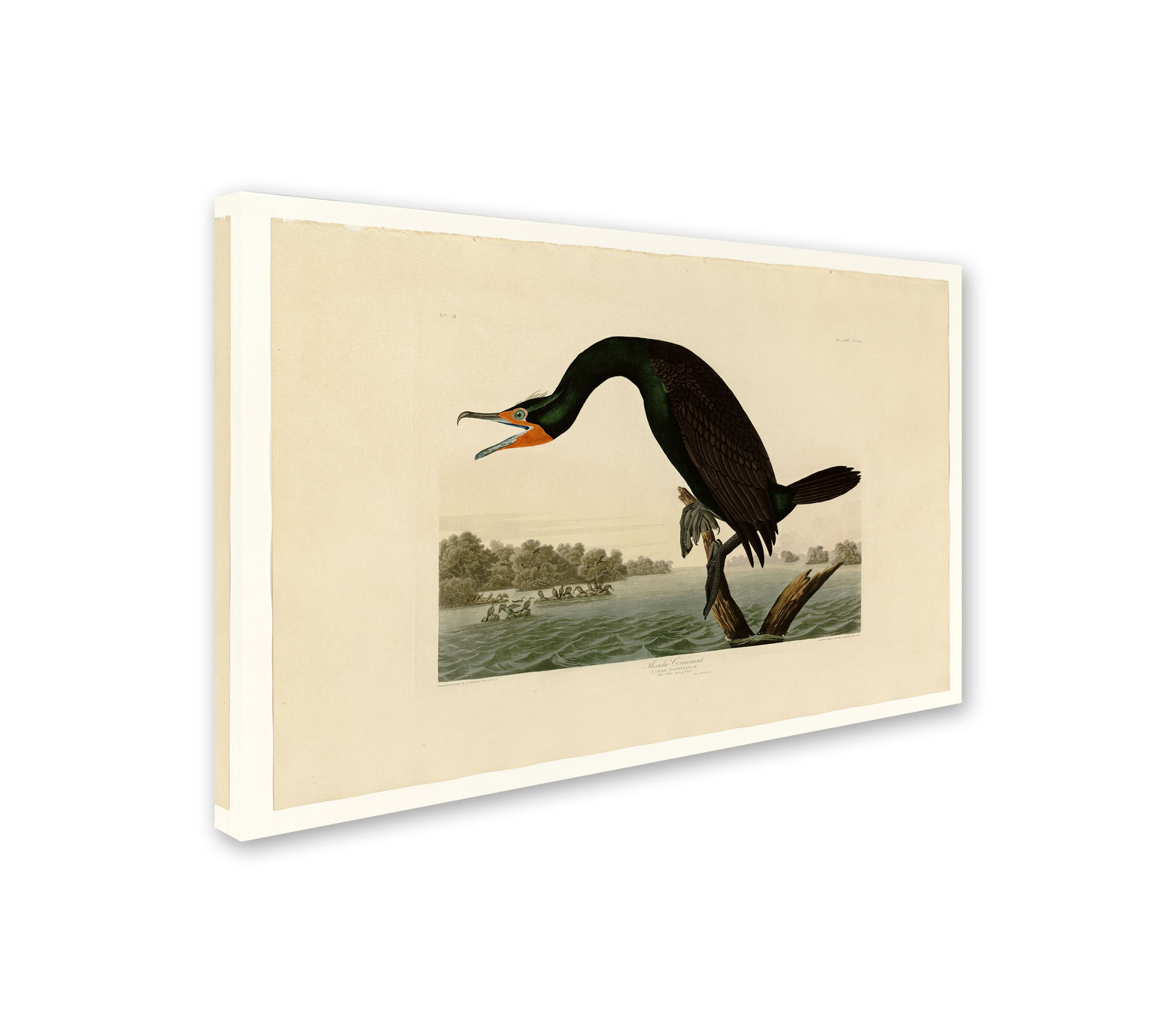 Audubon 'Florida Cormorantplate 252' Canvas Art, 24"x 16" - Traditional ...