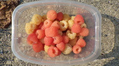 Orange Raspberries???