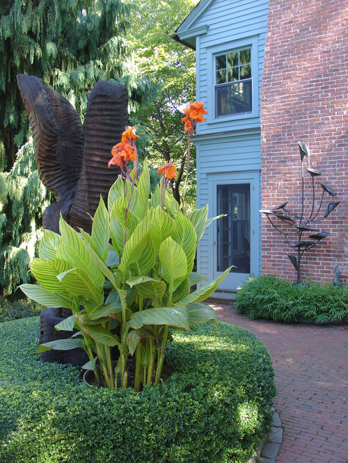 Canna Lily | Houzz