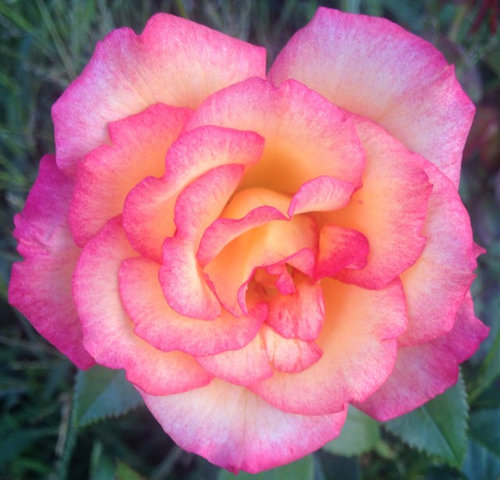 Show your MULTI-COLOR/BI-COLOR ROSES