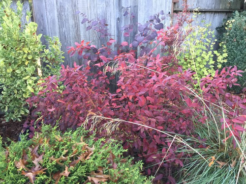Wonderful Fall Color Shrubs