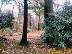 Southern exposure windows or fireplace