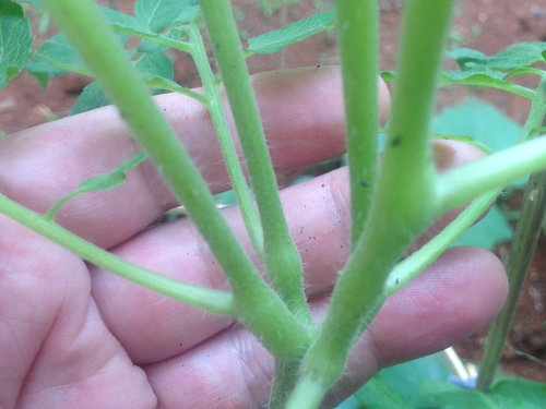 Tomato Stem Splitting into 5 Branches