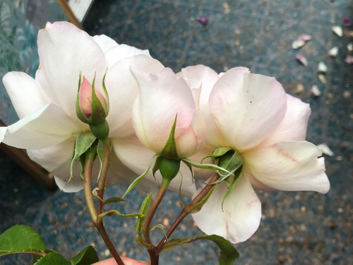 Rose identification please