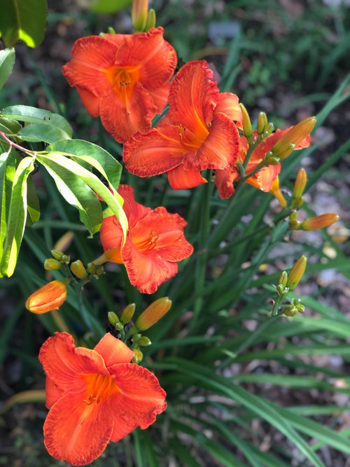 Finally a good bloom opening day