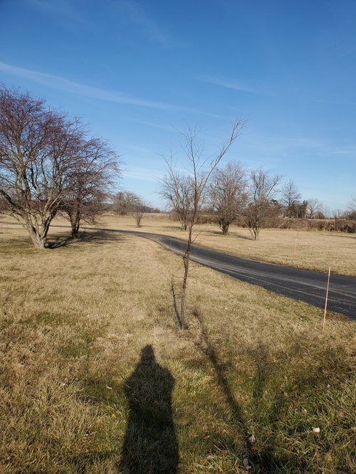 Zelkova pruning advice