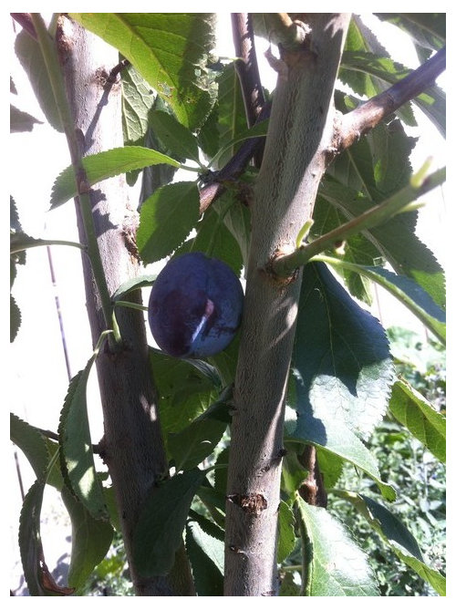 Italian prune plum Southern Alberta grown