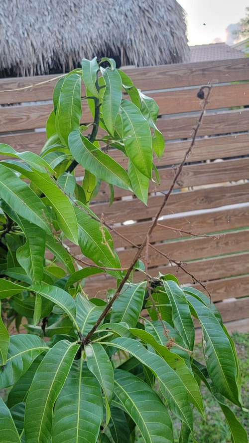 What is this that's killed every single new mango panicle!? (photo)