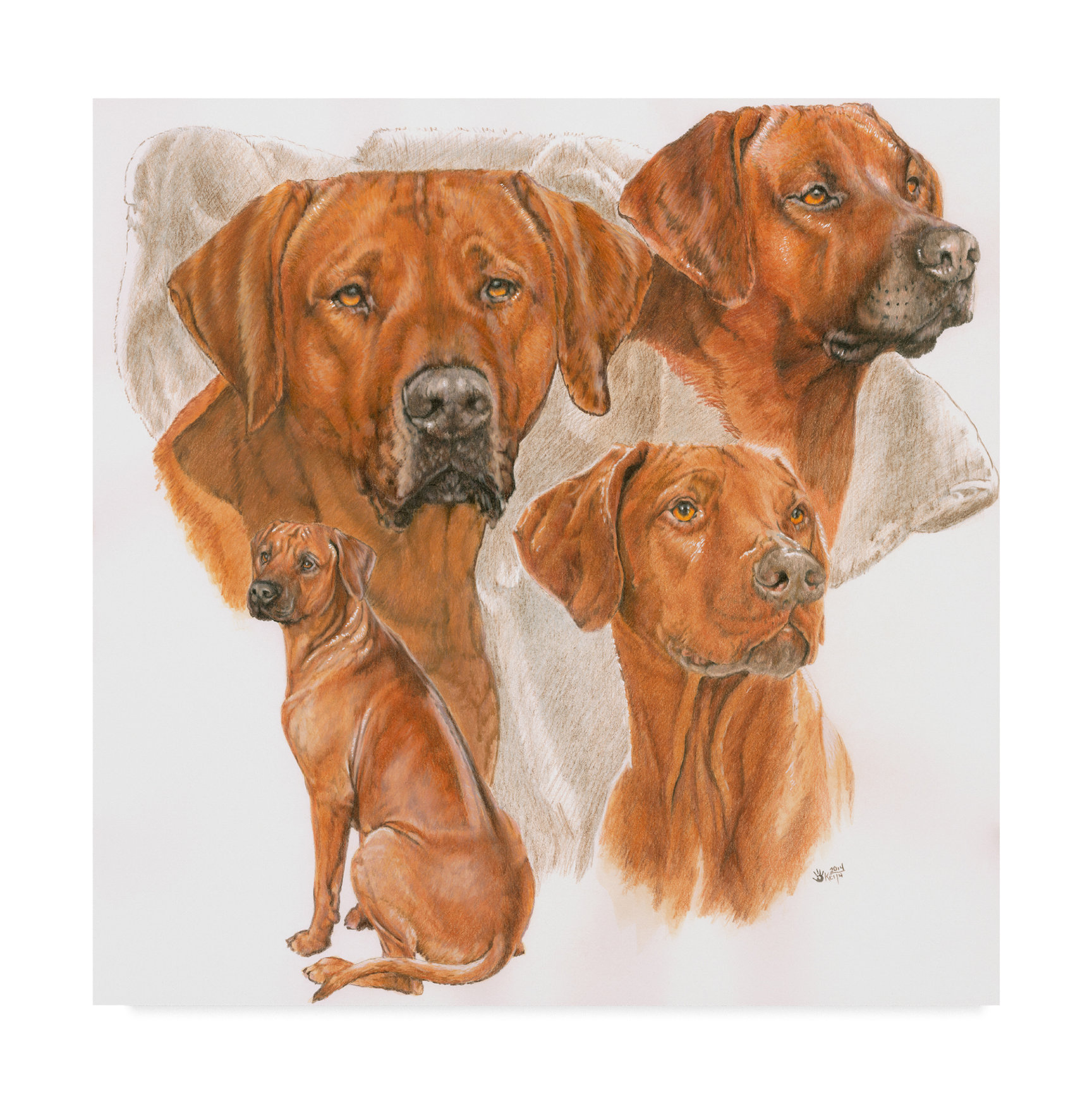 "Rhodesian Ridgeback" by Barbara Keith, Canvas Art, 35"x35 ...