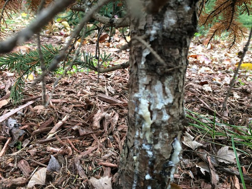 Disease On Spruce Tree