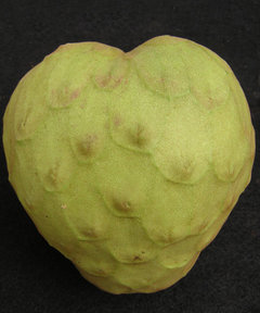 Dr. White Cherimoya Tree | Houzz Forum
