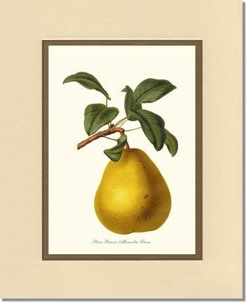 Vintage Botanical Fruit Art : Pear Poire Beurre Alexandre Lucas, 8x10 ...