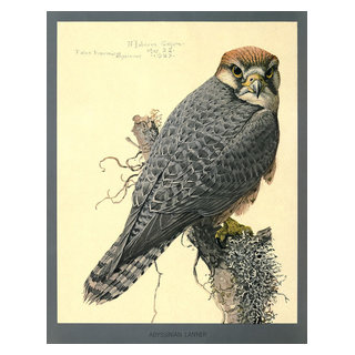 Abyssinian Lanner Print, 16" x 24" - Contemporary - Prints And Posters ...