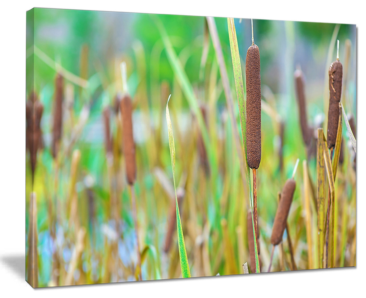 "The Reeds" Landscape Photography Canvas Art Print, 20"x12 ...