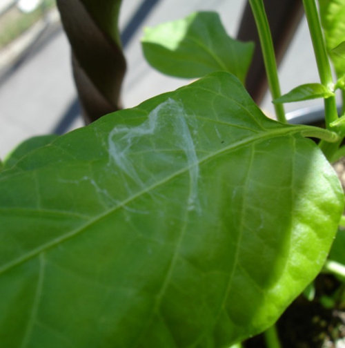 Pictures- Cobweb-type web on top of pepper plant leaves