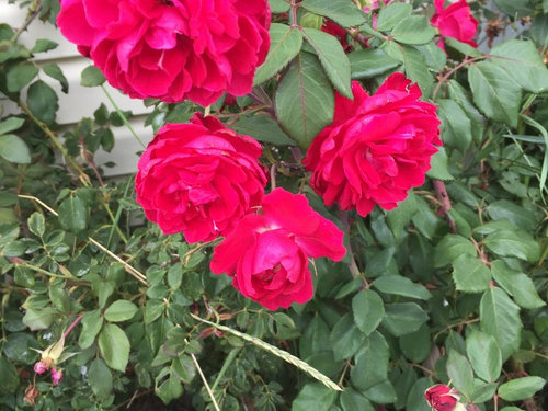 Need ID for Hardy Prolific Red Rose