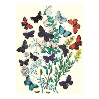 Butterflies: P. Euphemus, P. Cyllarus, Et Al., 20" x 30" - Traditional ...