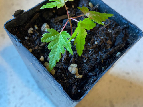 Japanese maple sprouts