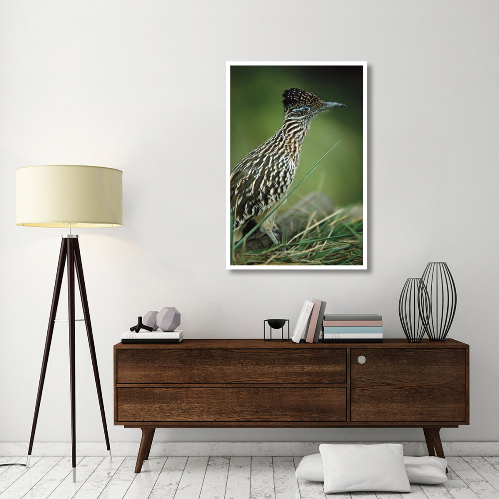 Greater Roadrunner Portrait, Native To Arid Southern United States ...