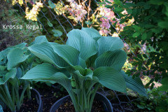 Hosta K 2019 .....