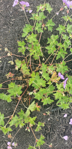 Rozanne Geranium problems
