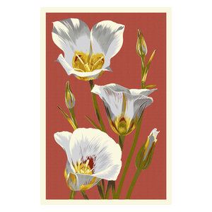 Sego Lily Flower Farm | Best Flower Site