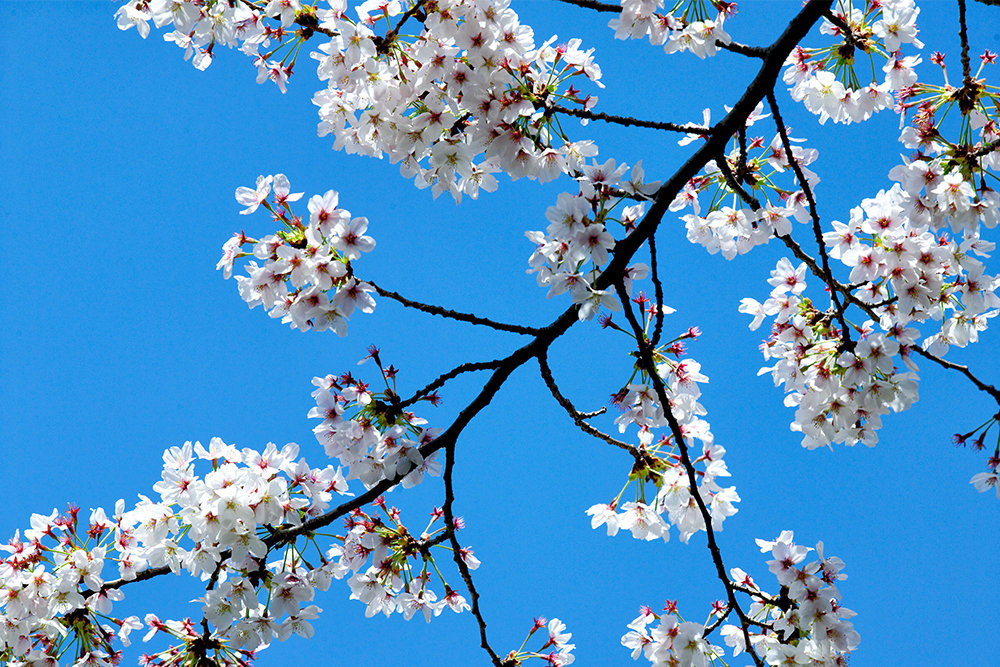 "Amai", 20" x 30" - Asian - Metal Wall Art - by JVA Art Group | Houzz