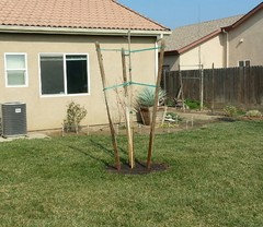 Quercus Urban Pinnacle oak tree