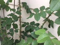 Cressida identification?