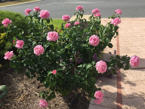 Rose bush shots from this Spring