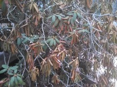 Damaged or dead Rhododendron? | Houzz Forum