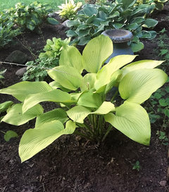 Hosta K 2019 .....