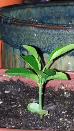 Clementine Seed Germination