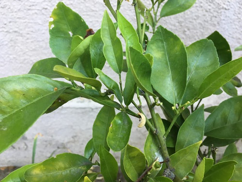 Dwarf Orange suffering