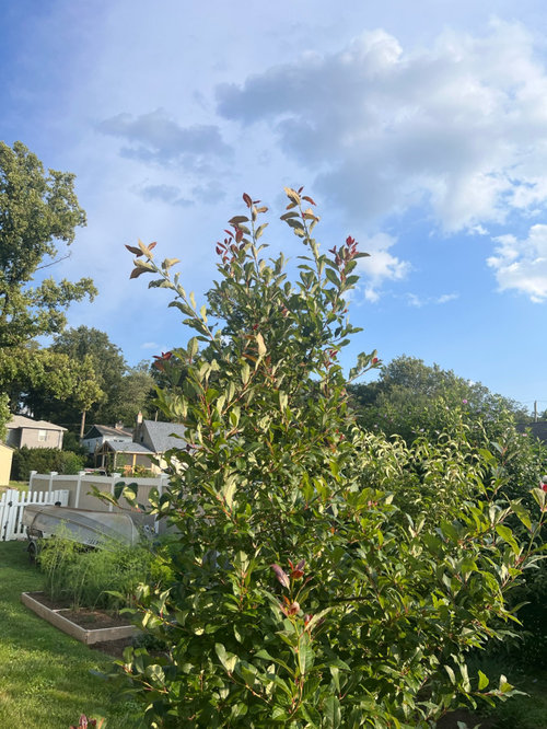 tree forming two leaders