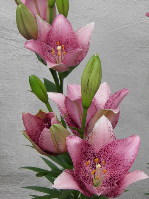 LA Lily 'Sweet Sugar'