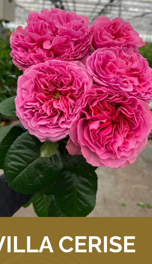 FAVORITE BREEDERS OF ROSES