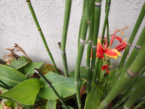 Is this a bamboo with red flowers?