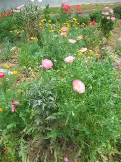 Poppies in Florida?