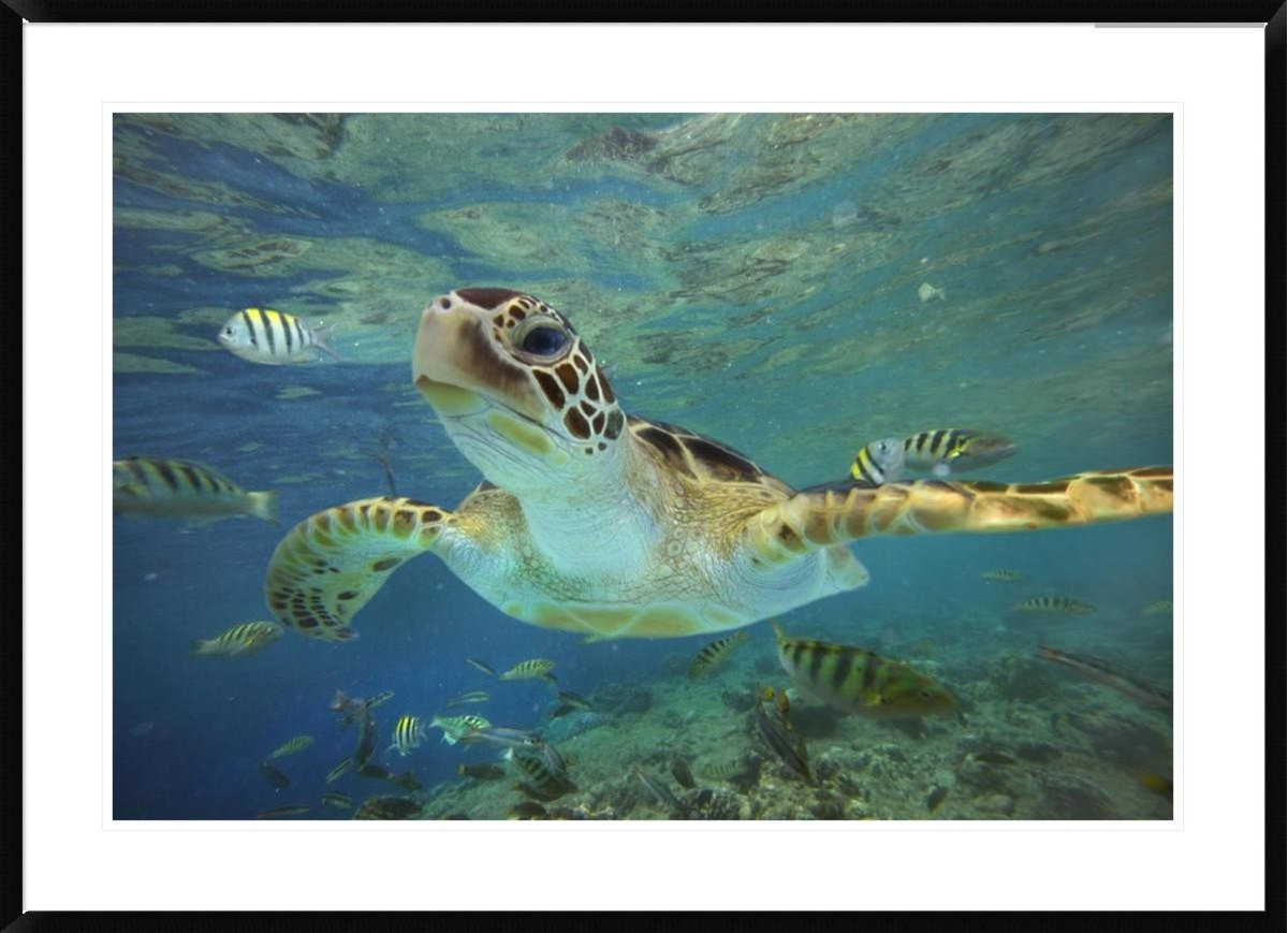 "Green Sea Turtle, Balicasag Island, Philippines" by Tim Fitzharris ...